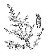 Olearia floribunda