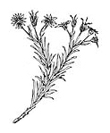 Olearia glutinosa