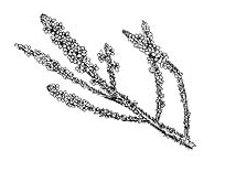Olearia lanuginosa