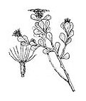 Olearia muelleri