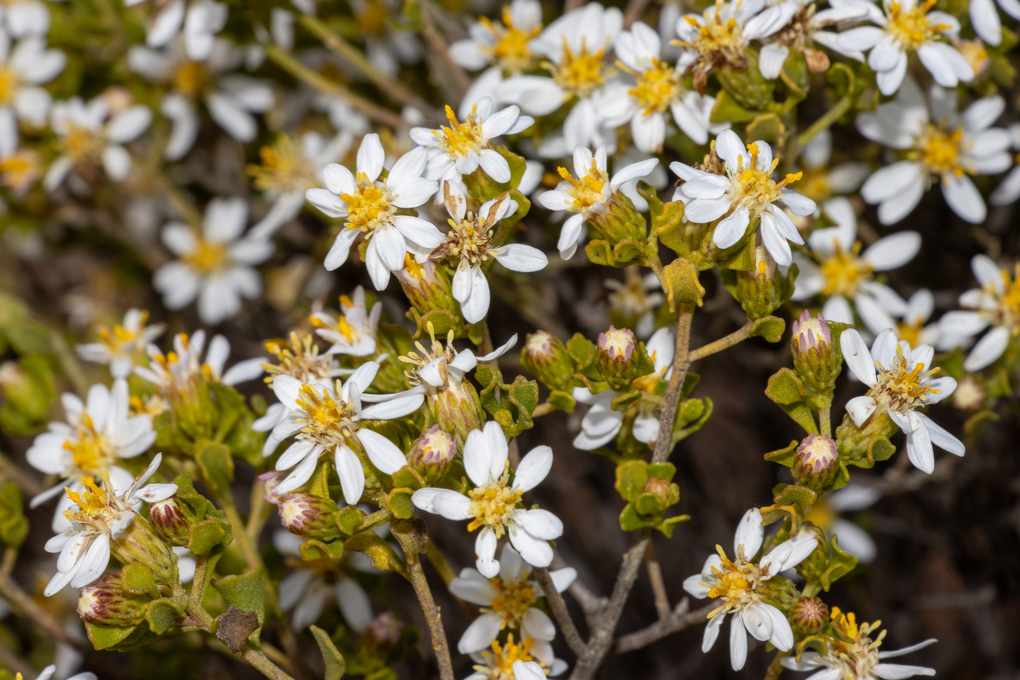 Olearia muelleri