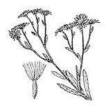 Olearia picridifolia