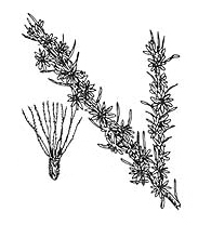 Olearia ramulosa