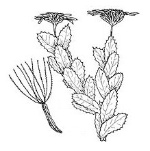 Olearia rudis