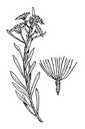 Olearia subspicata