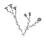 Olearia suffruticosa