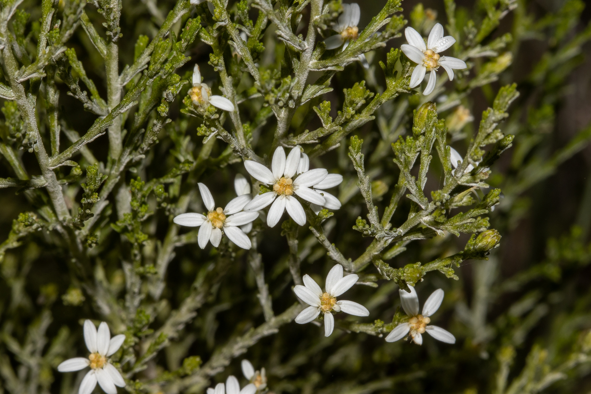 Olearia teretifolia