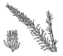 Olearia tubuliflora