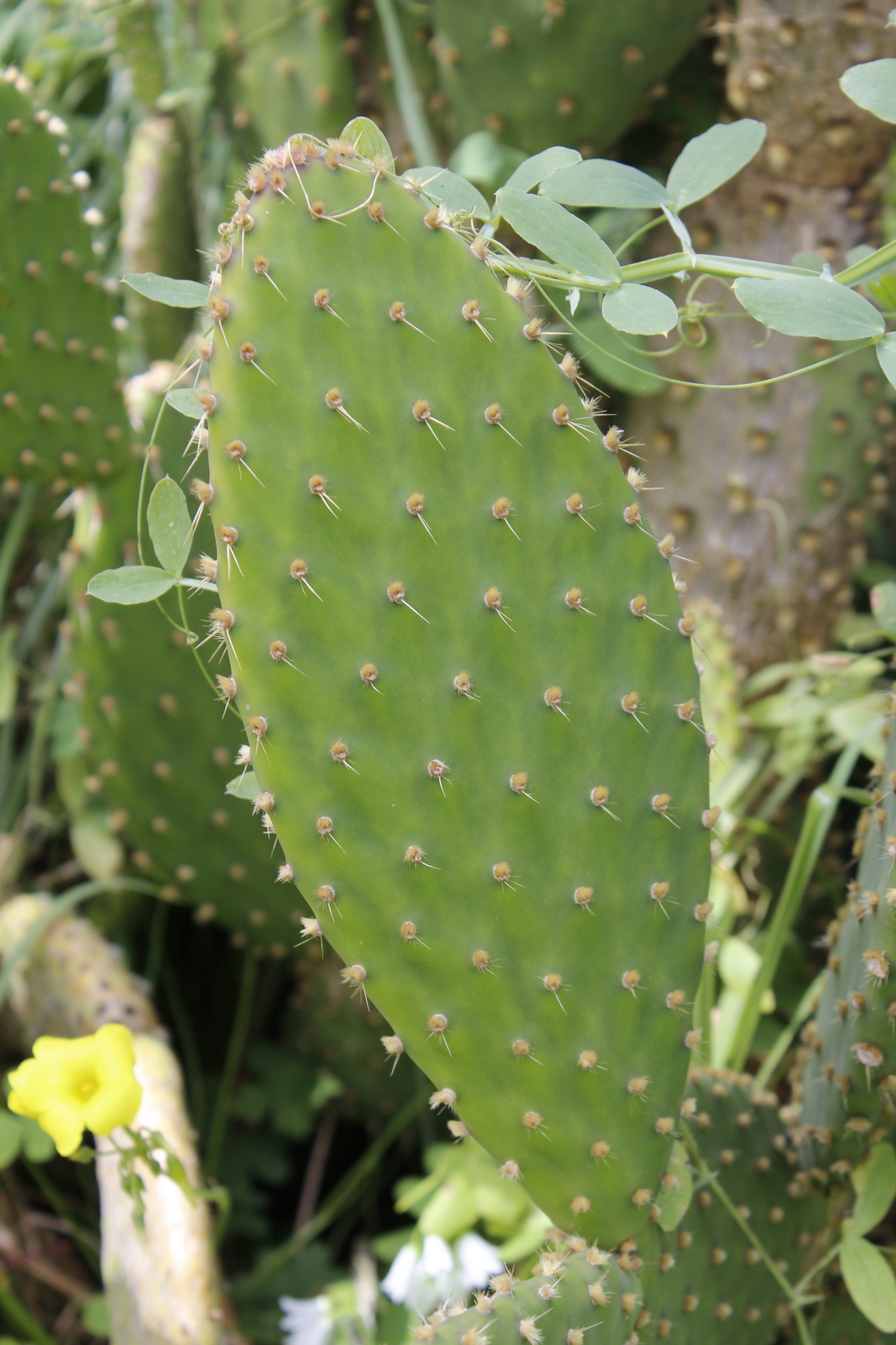 Opuntia puberula