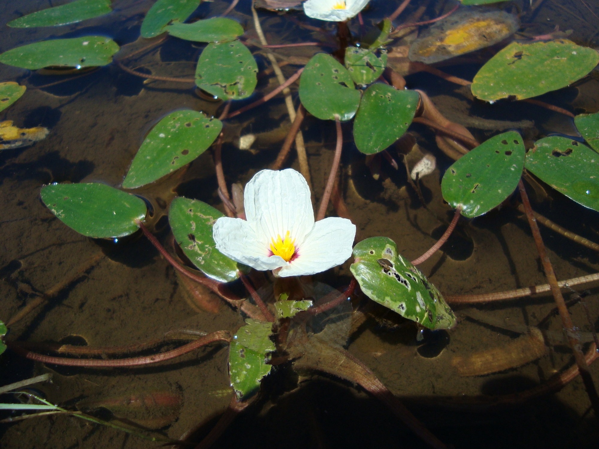 Ottelia ovalifolia subsp. ovalifolia