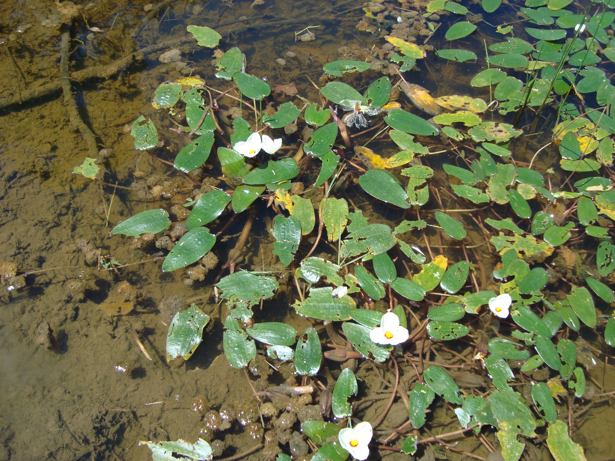 Ottelia ovalifolia subsp. ovalifolia