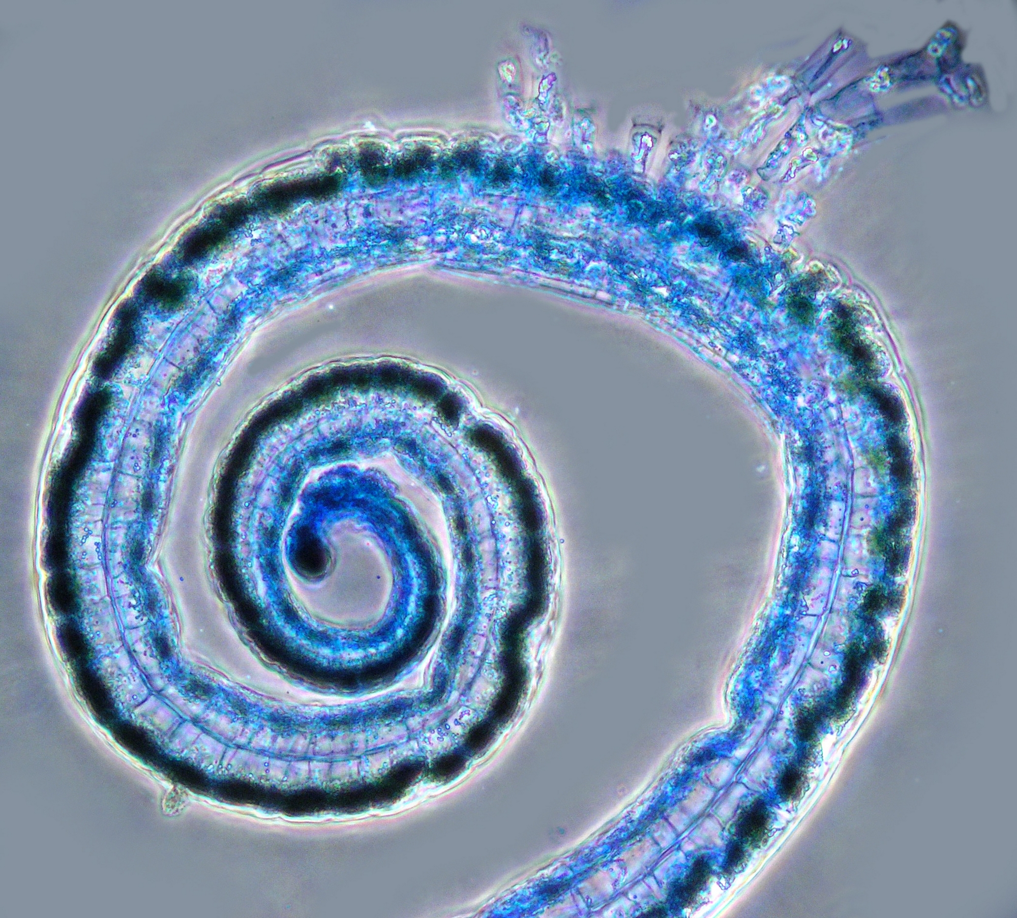 Padina elegans