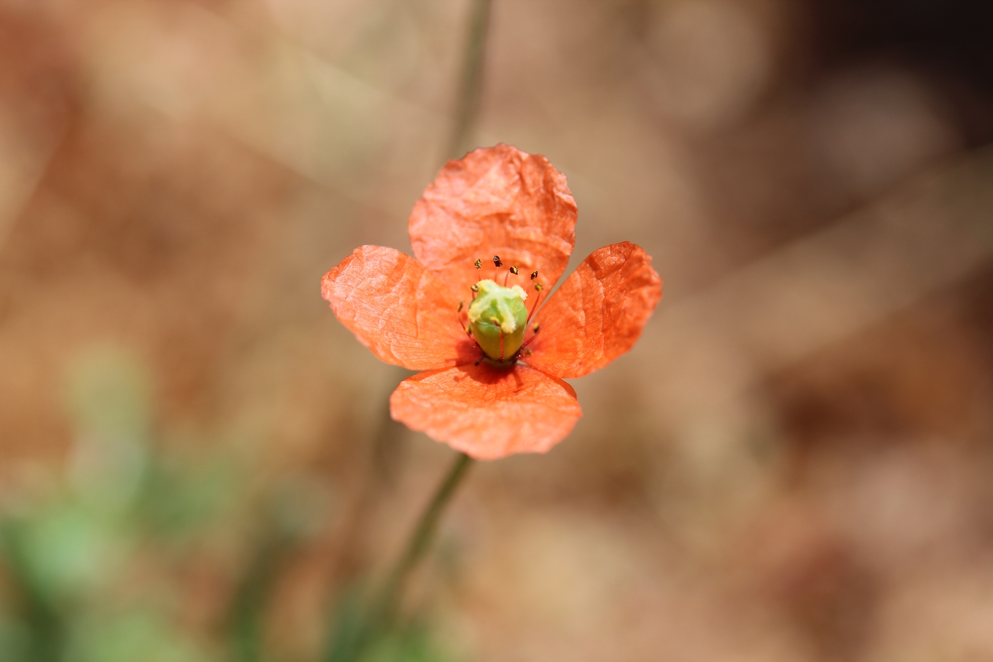 Papaver dubium