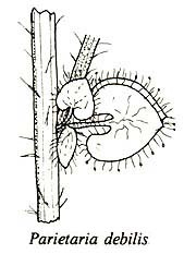 Parietaria debilis
