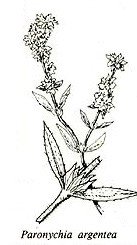 Paronychia argentea