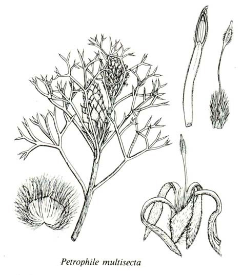 Petrophile multisecta