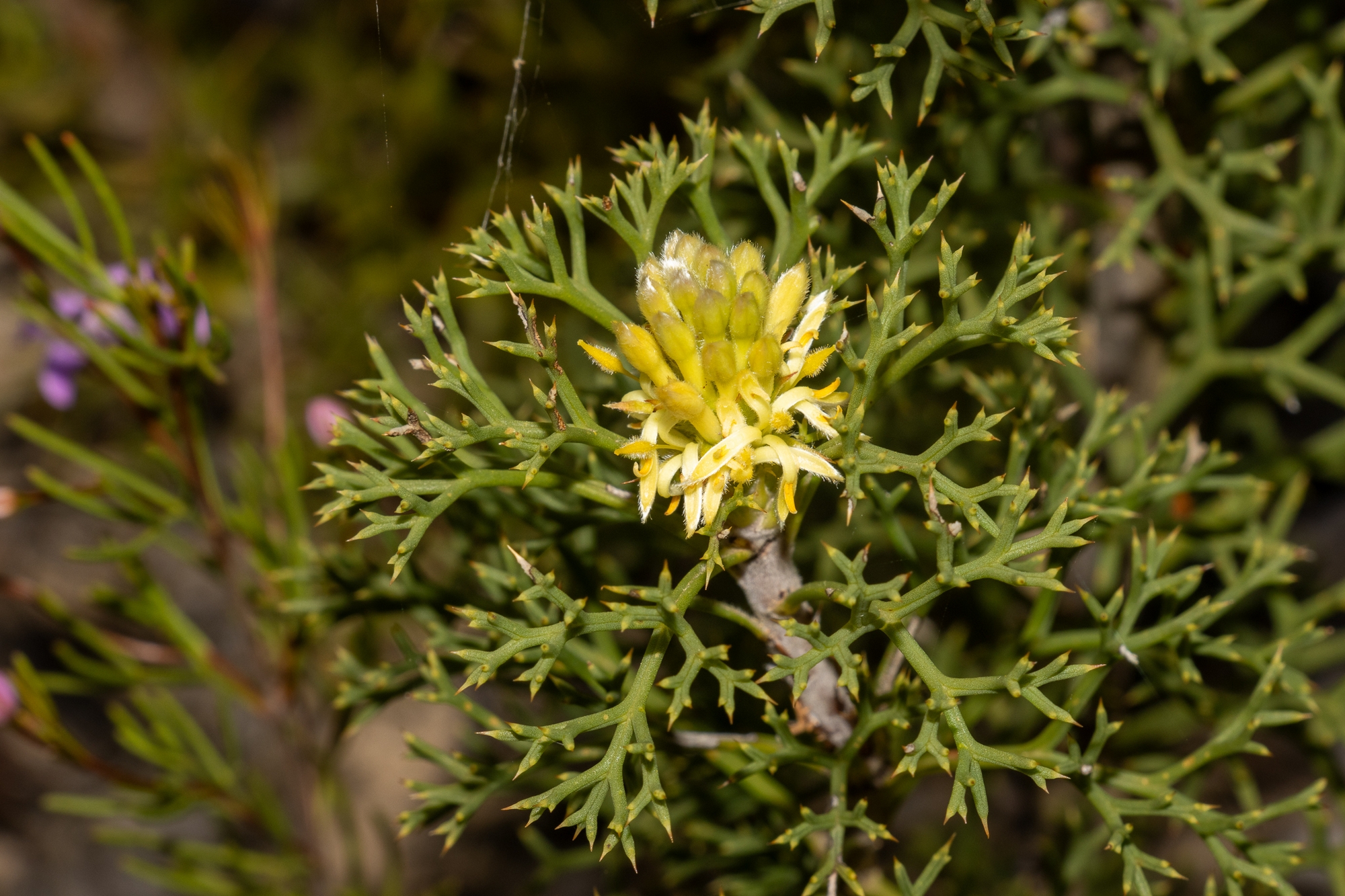 Petrophile multisecta