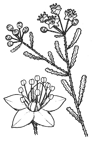 Phebalium bullatum