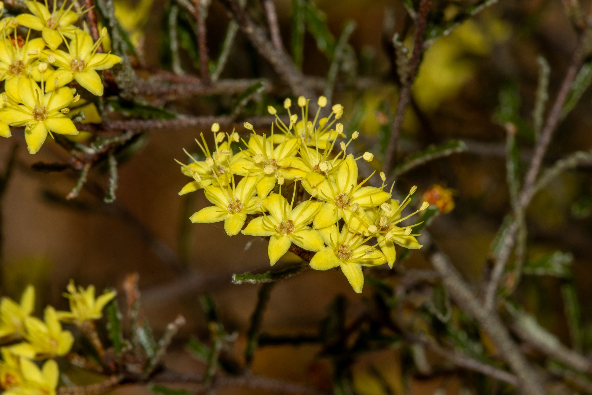 Phebalium bullatum