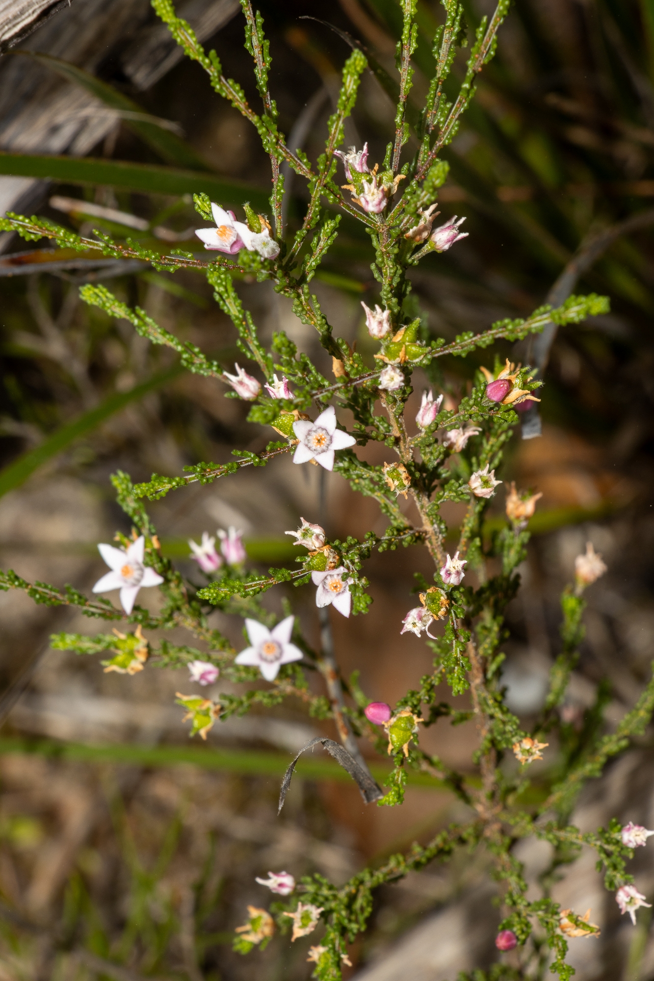 Philotheca angustifolia subsp. angustifolia