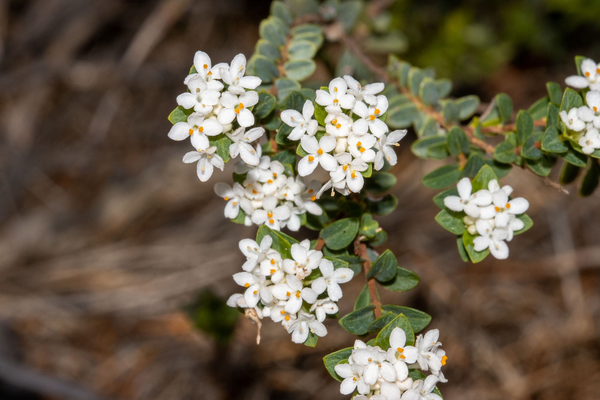 Pimelea flava