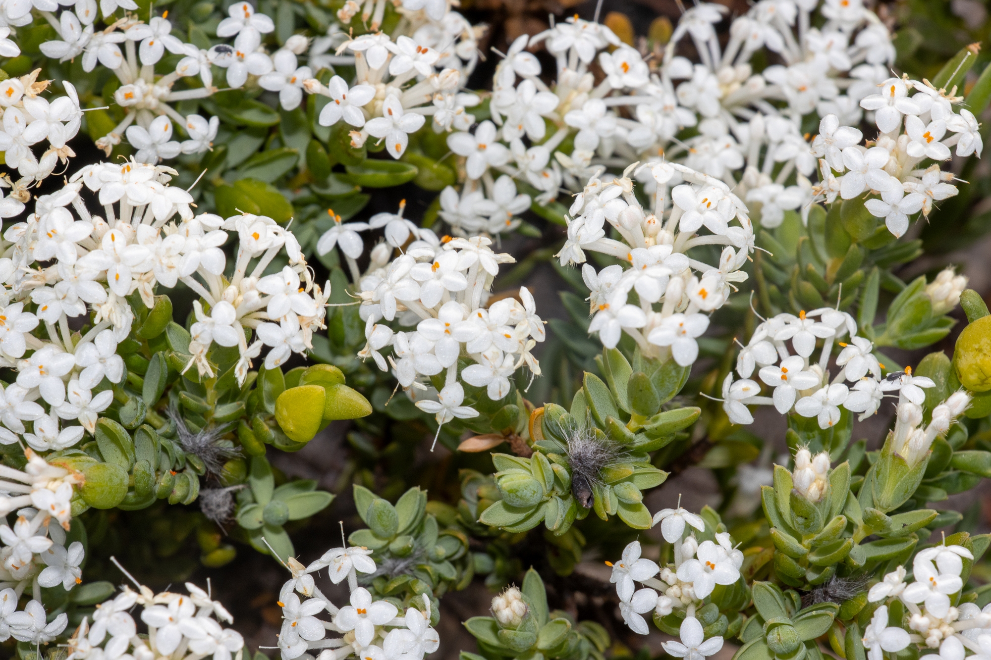Pimelea glauca