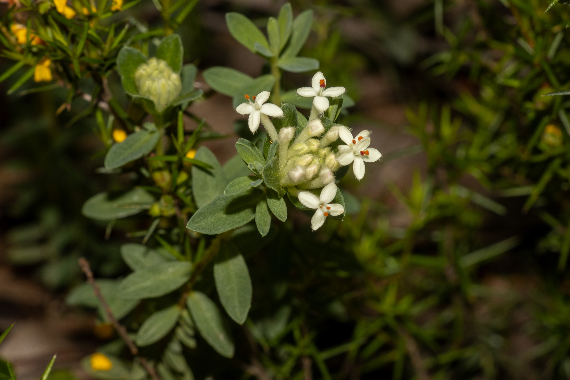 Pimelea humilis