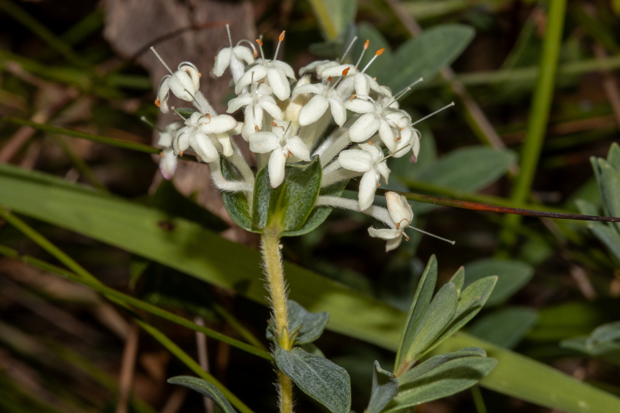 Pimelea humilis