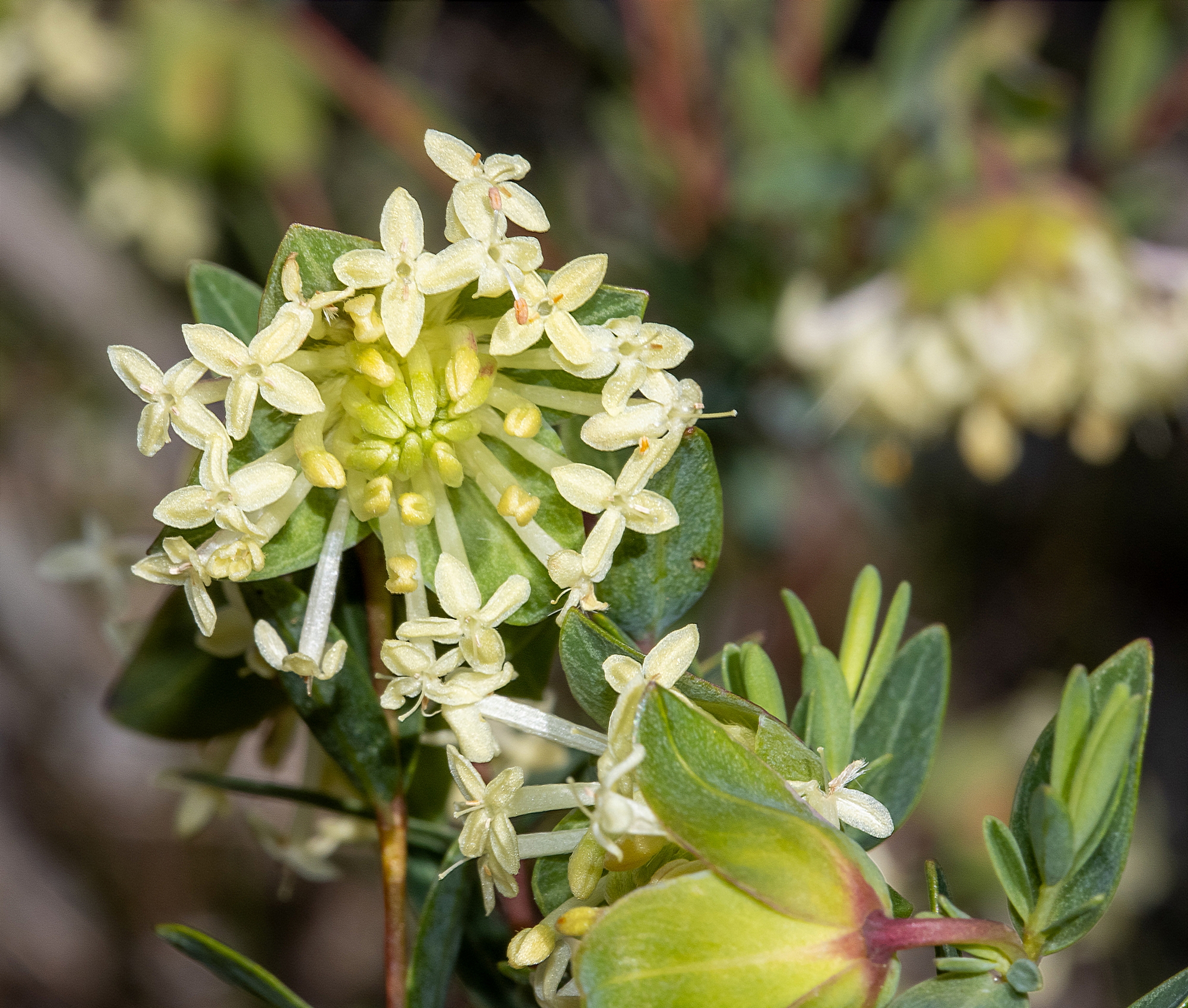 Pimelea linifolia