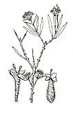 Pimelea microcephala subsp. microcephala