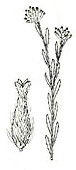 Pimelea simplex subsp. simplex
