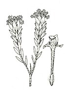 Pimelea stricta