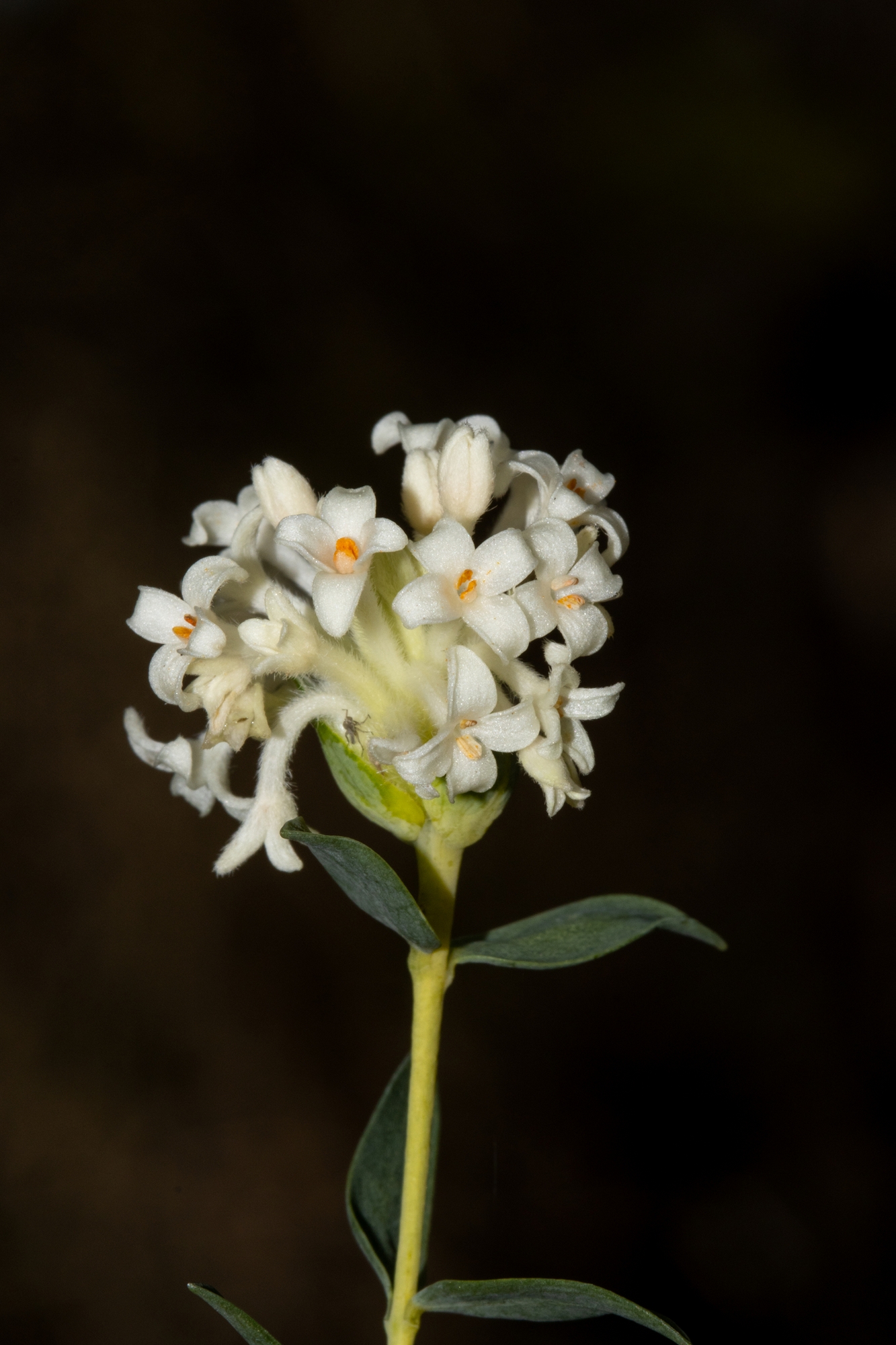 Pimelea stricta