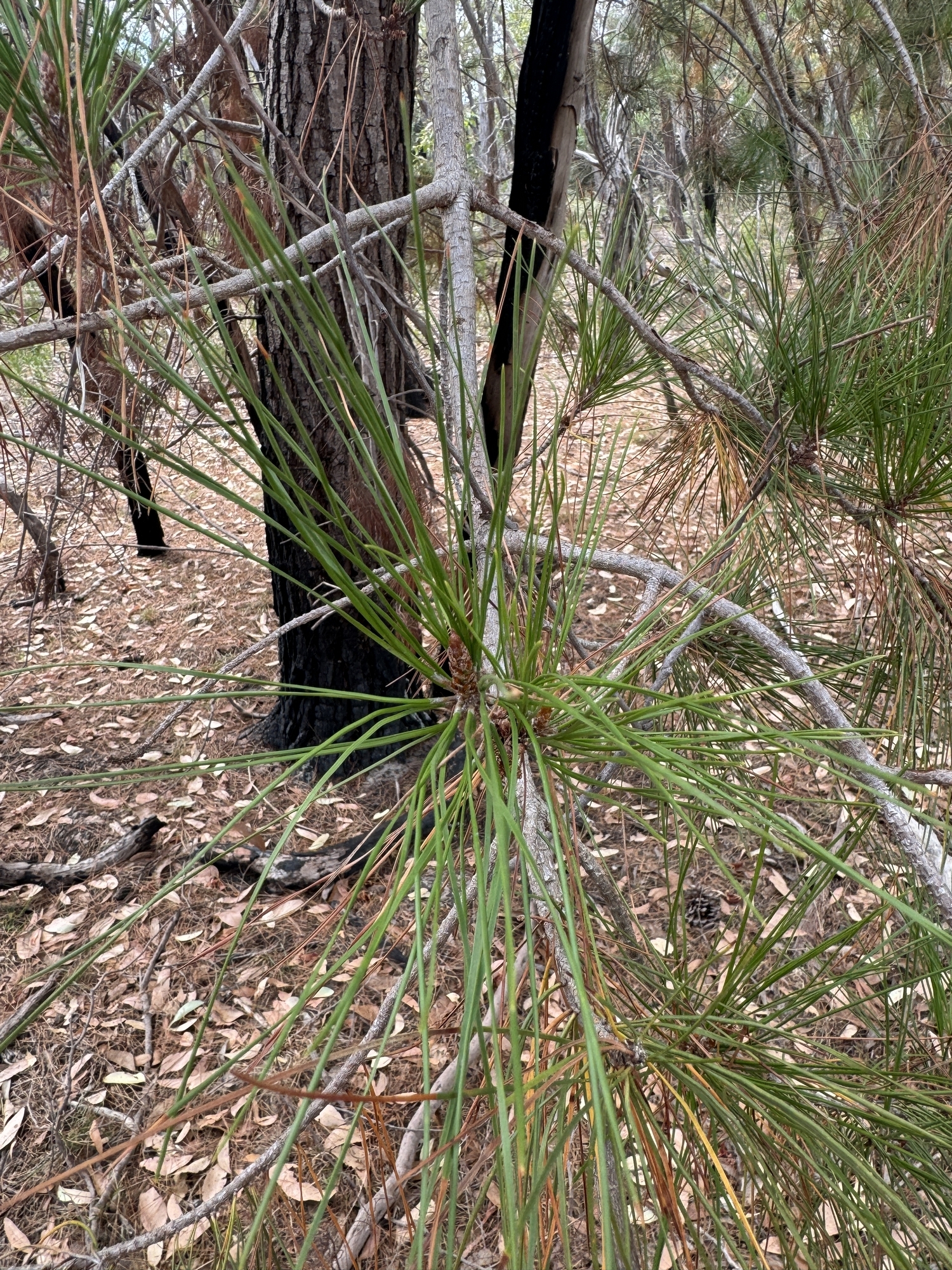 Pinus halepensis