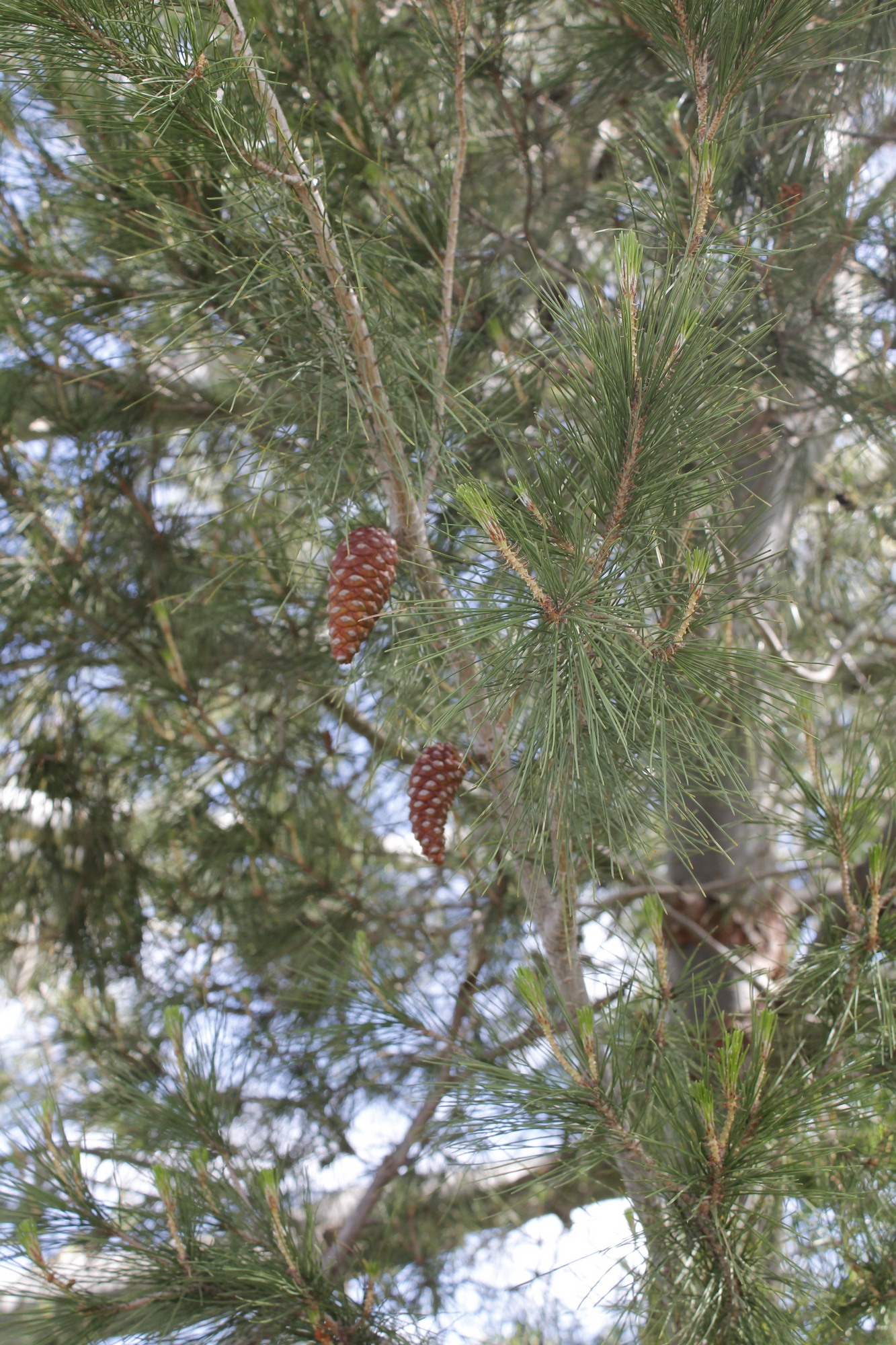 Pinus halepensis