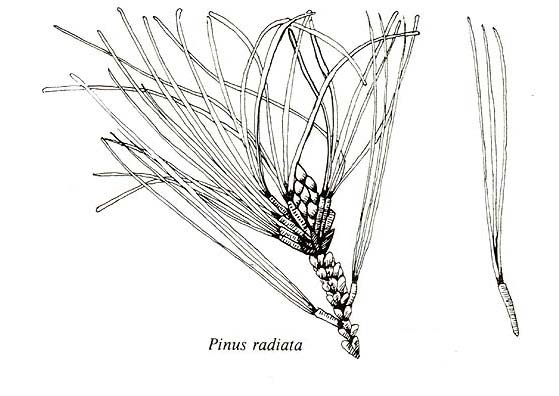 Pinus radiata