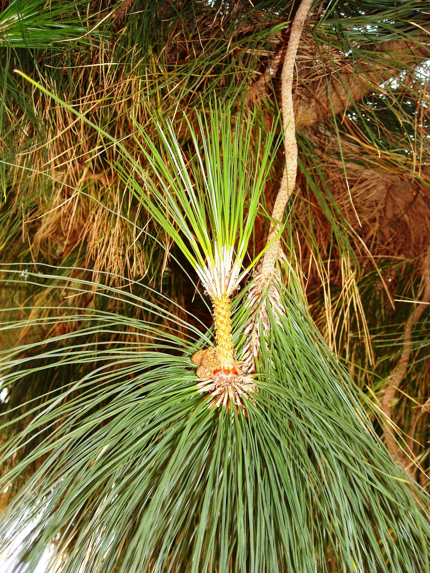 Pinus radiata