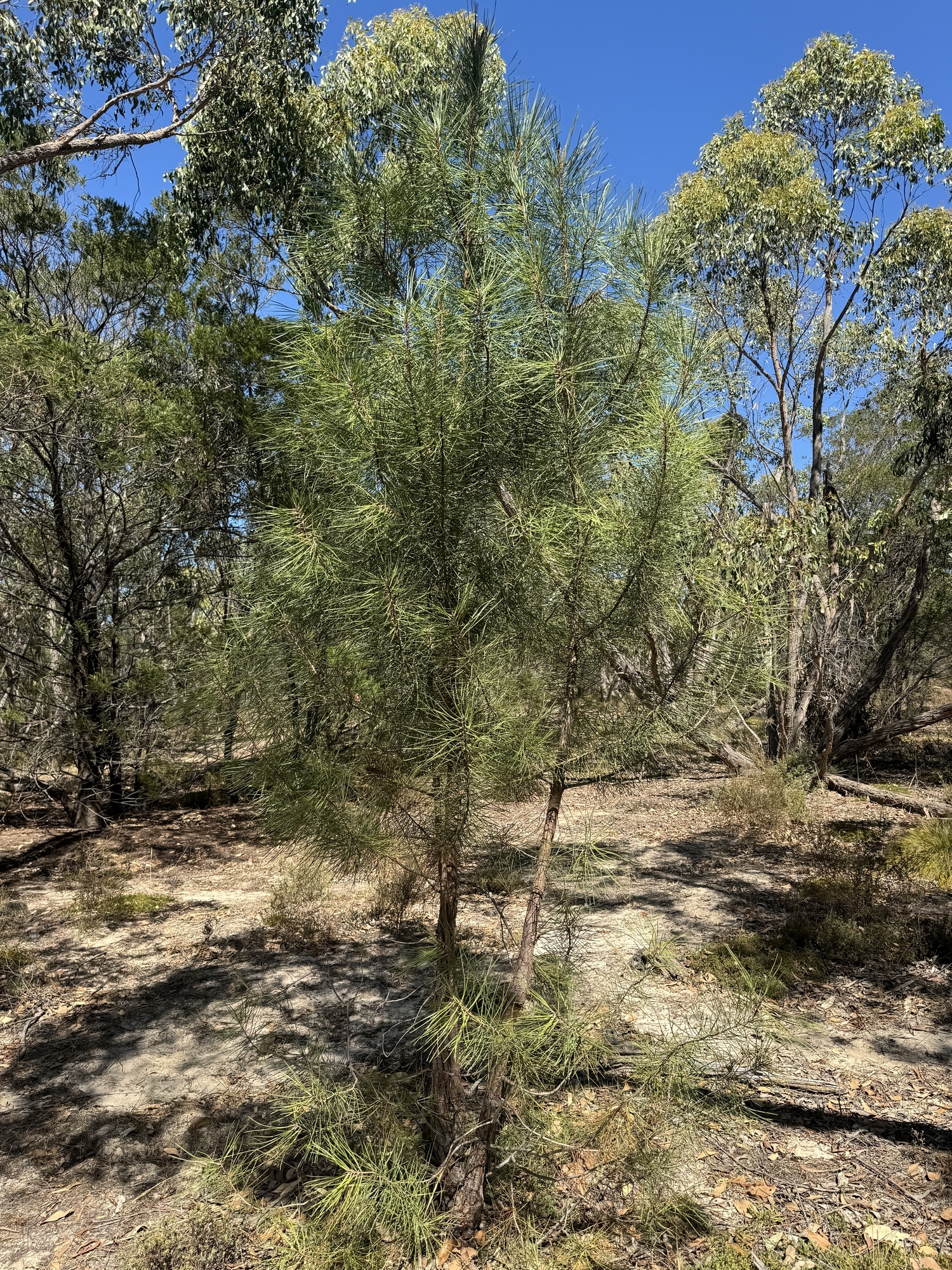 Pinus radiata