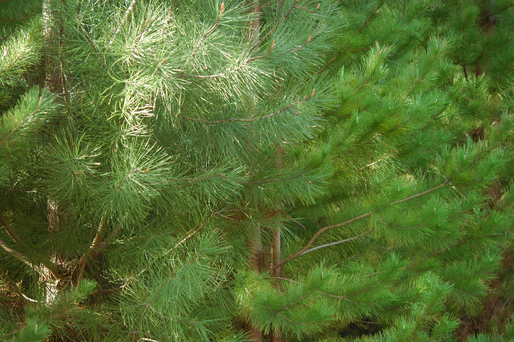 Pinus radiata