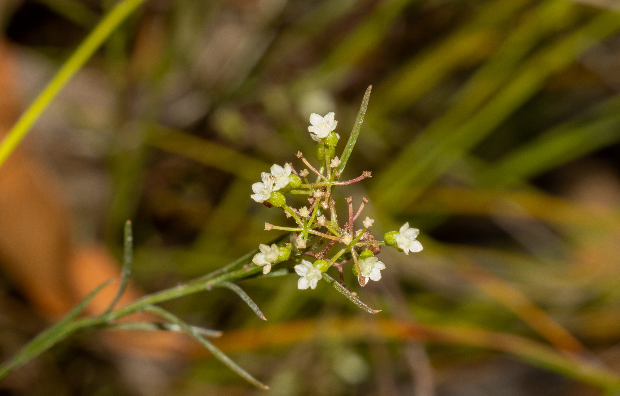 Platysace heterophylla var. heterophylla