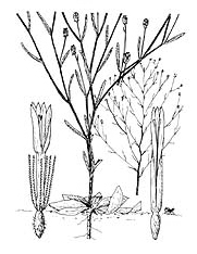 Podolepis capillaris