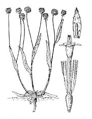Podolepis davisiana