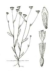 Podolepis muelleri