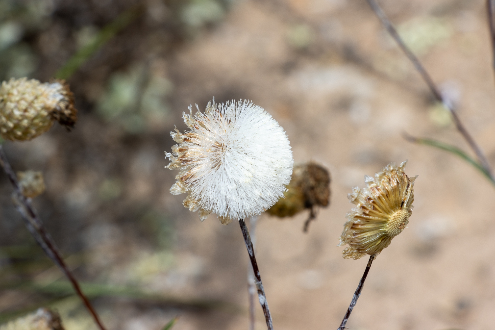 Podolepis rugata subsp. rugata