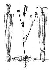 Podolepis tepperi