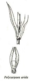 Polycarpaea arida