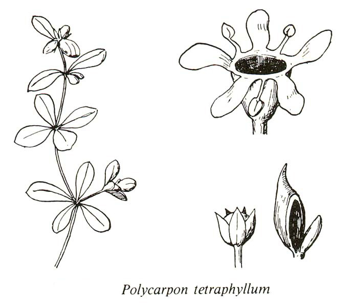 Polycarpon tetraphyllum