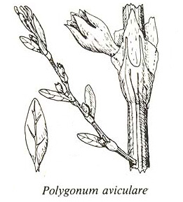 Polygonum aviculare