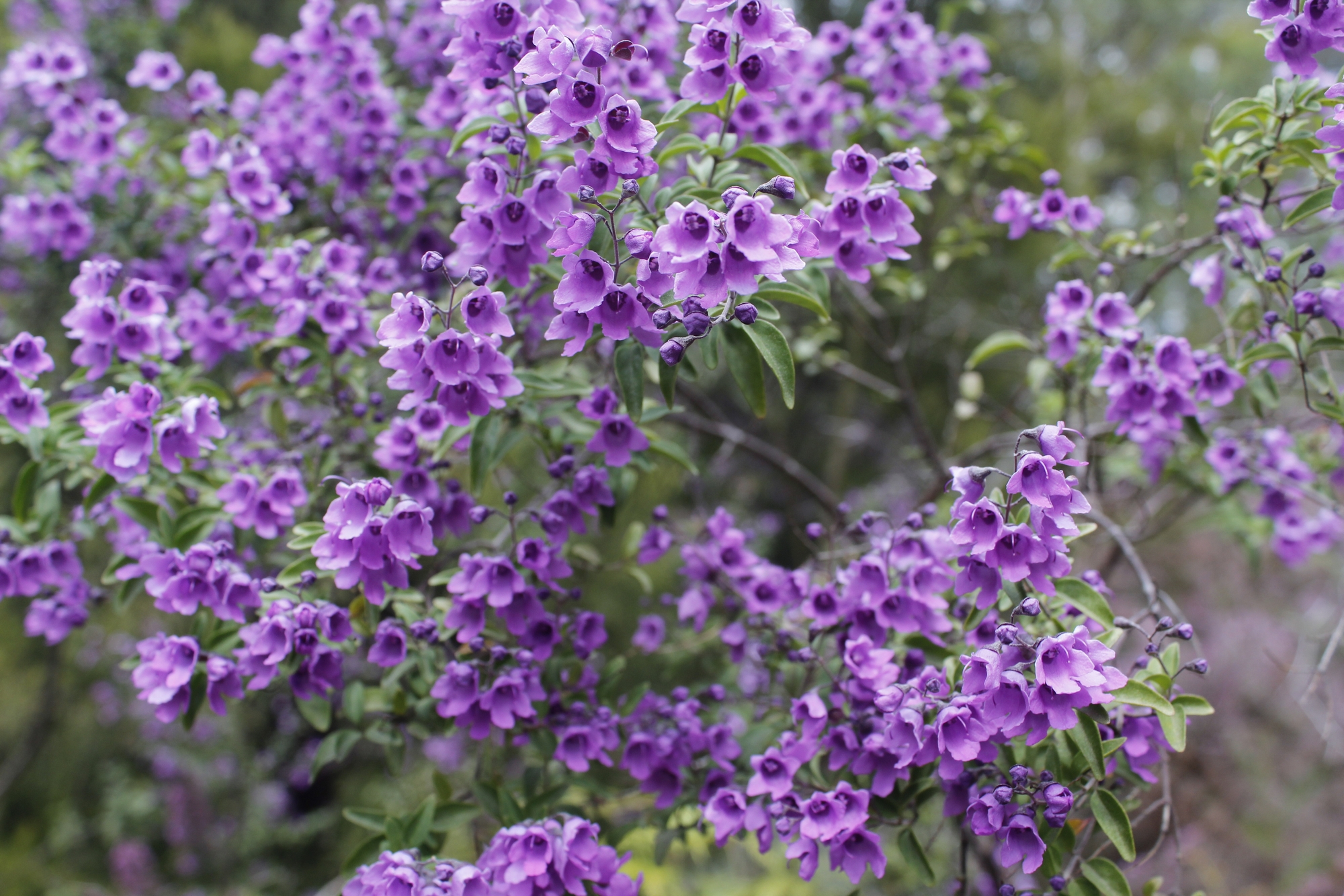 Prostanthera ovalifolia