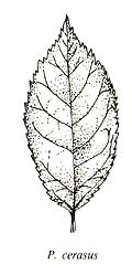 Prunus cerasus